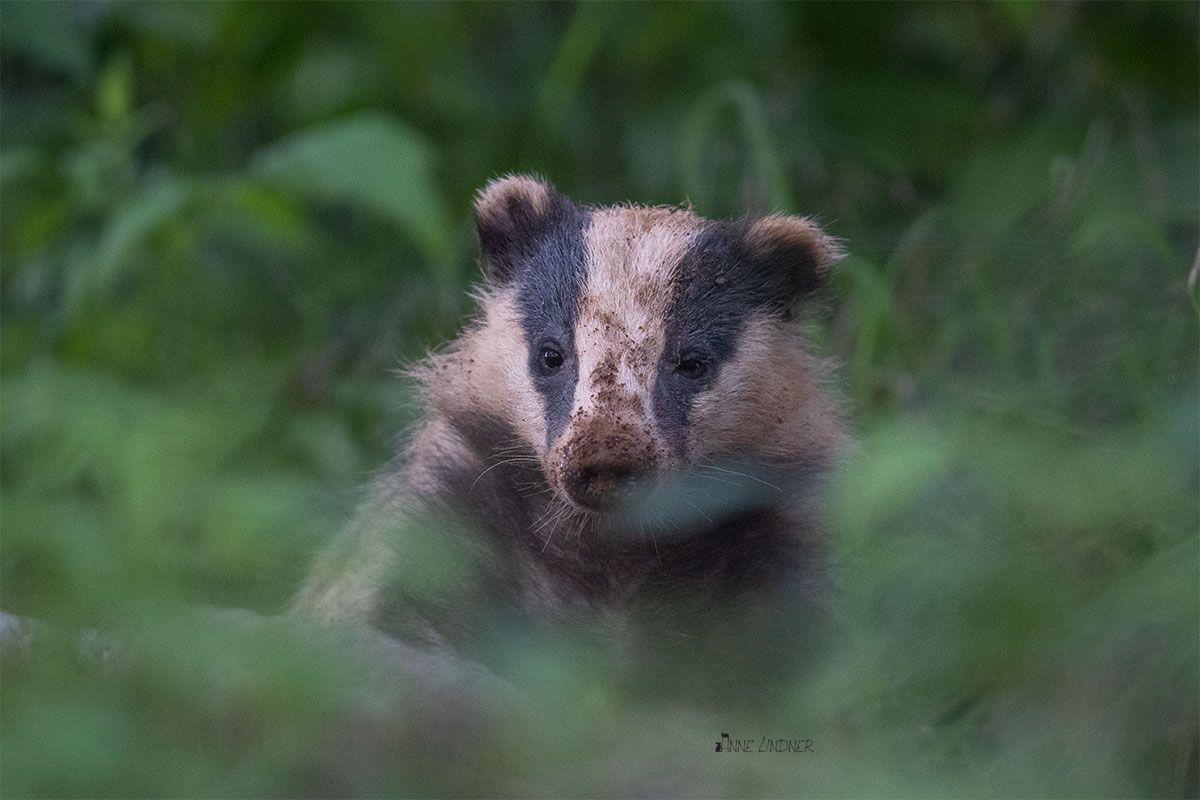 Über mich - Anne Lindner Naturfotografie
