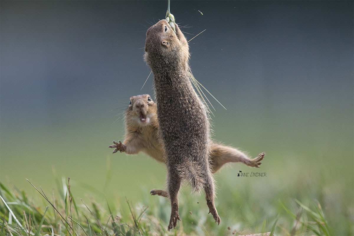 Über mich - Anne Lindner Naturfotografie