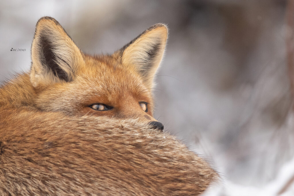 Motiv: Fuchs im Schnee - Anne Lindner Naturfotografie