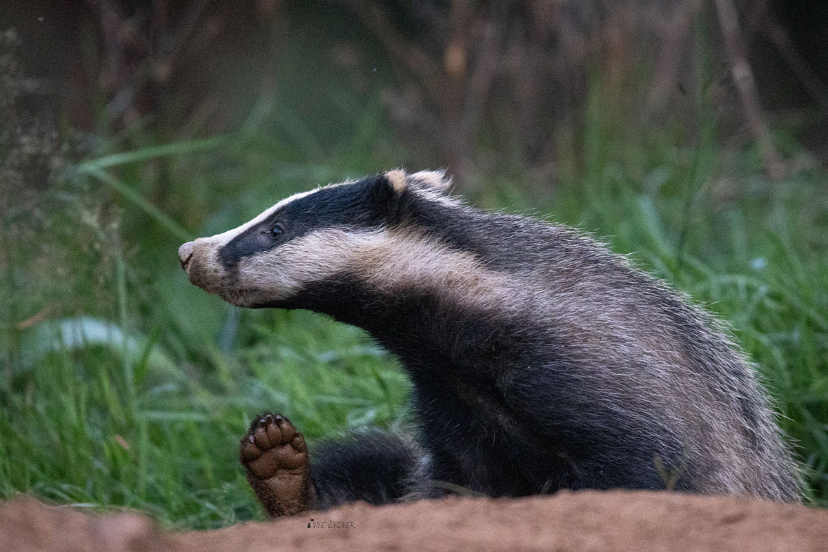 Der Dachs - Anne Lindner Naturfotografie