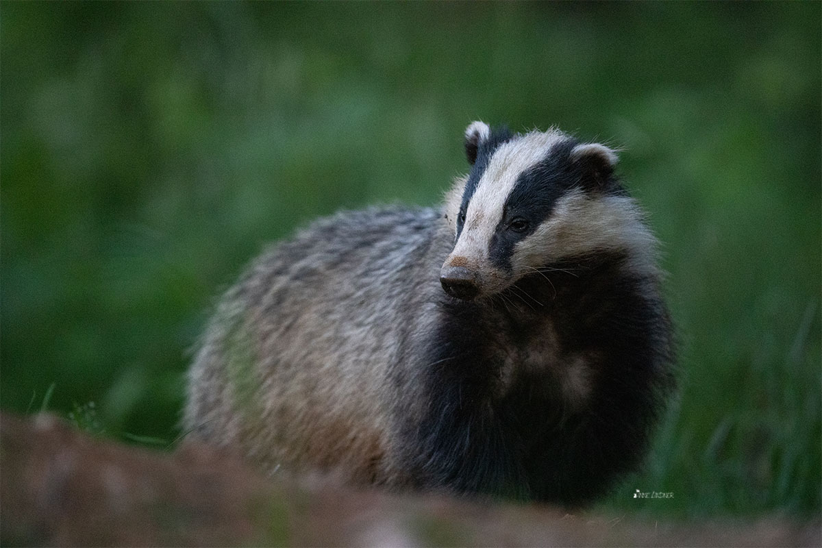 Der Dachs - Anne Lindner Naturfotografie