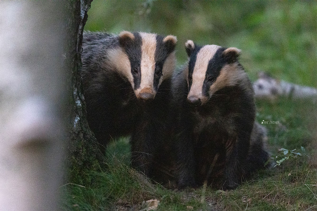 Der Dachs - Anne Lindner Naturfotografie
