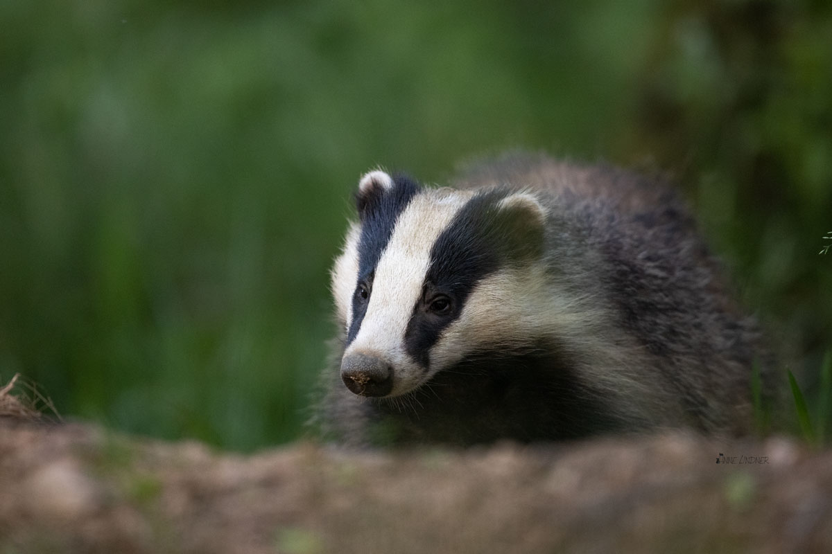 Der Dachs - Anne Lindner Naturfotografie