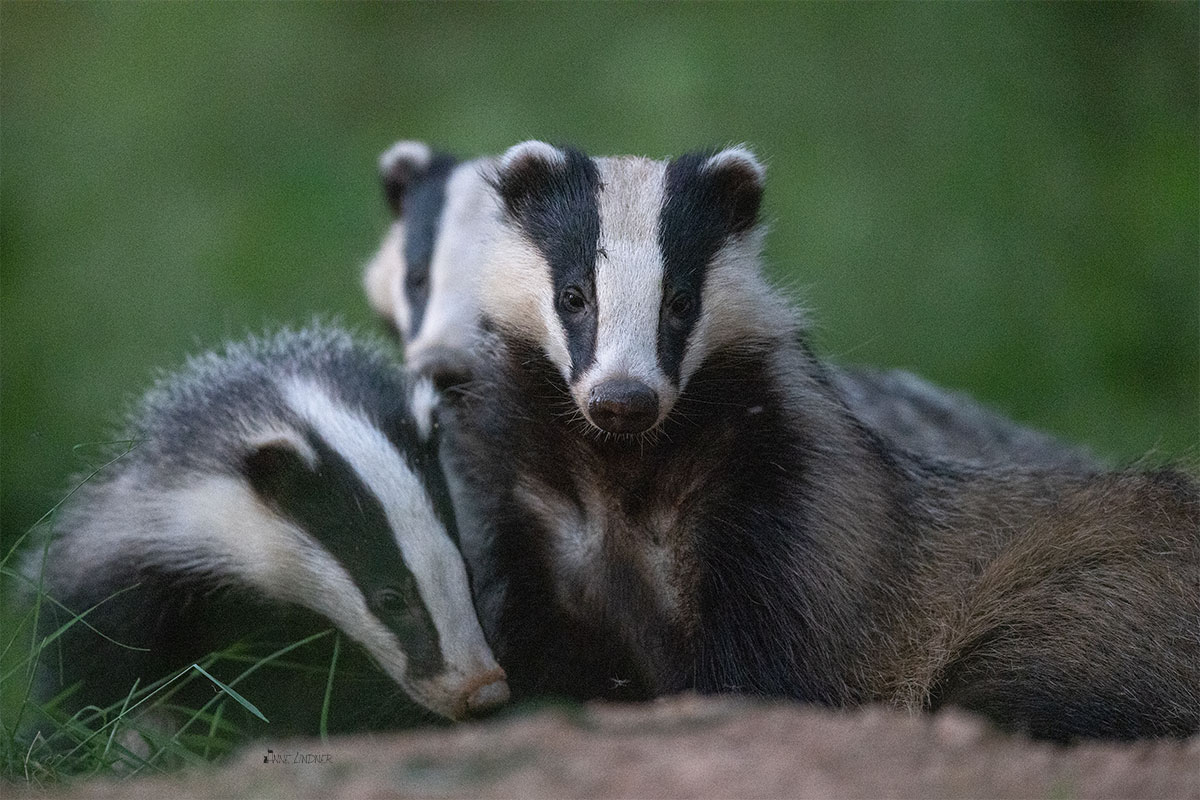 Mein Portfolio - Anne Lindner Naturfotografie