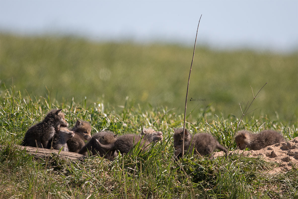 Meine Fuchsfamilie - Anne Lindner Naturfotografie