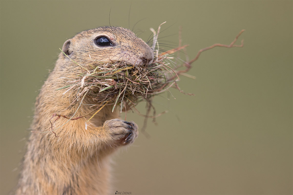 Das Ziesel - Anne Lindner Naturfotografie