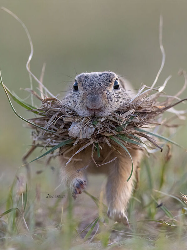 Mein Portfolio - Anne Lindner Naturfotografie